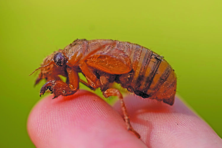 Cicada-geddon is coming and it’s the biggest bug emergence in centuries ...